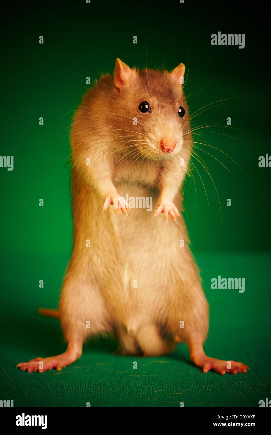 Rat on a green background Stock Photo - Alamy