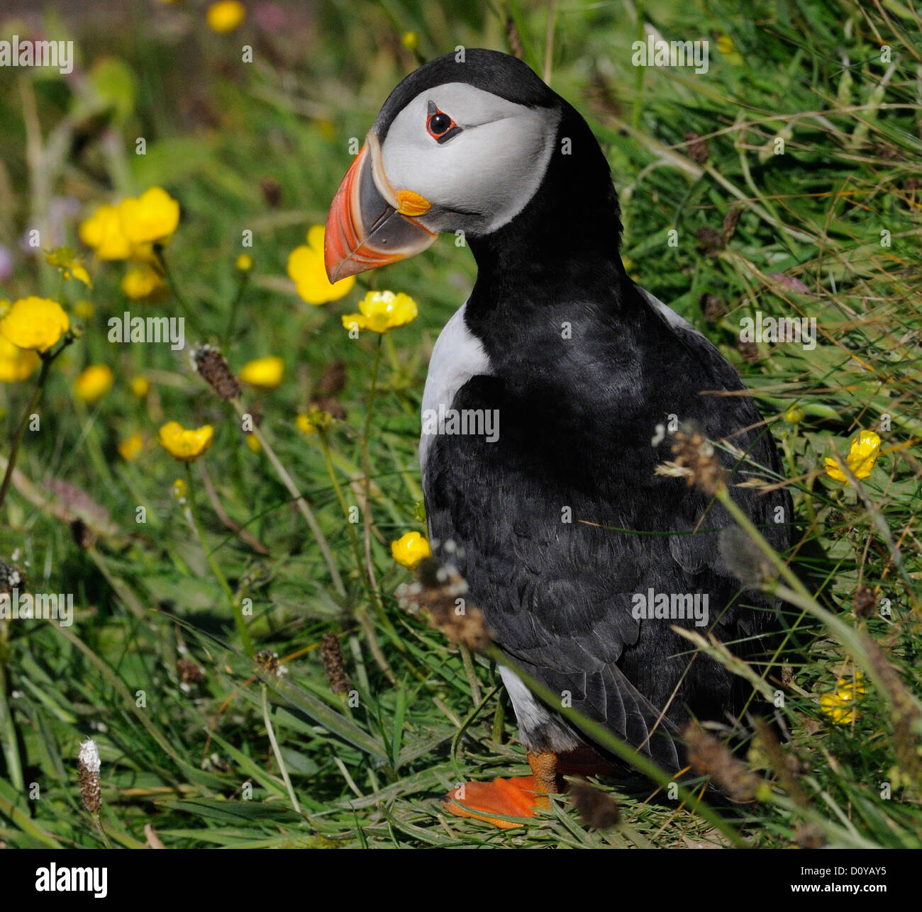Atlantic puffin nest burrow hi-res stock photography and images - Alamy