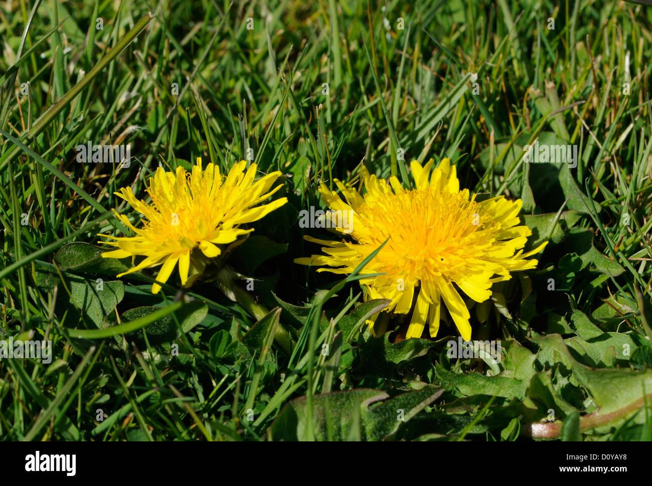 Stunted dandelions (Taraxacum officinale) flower in the short cut grass ...