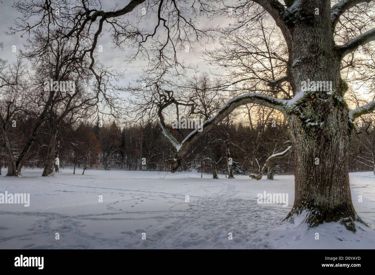 Winter scene in a snowy park at evening twilight Stock Photo - Alamy