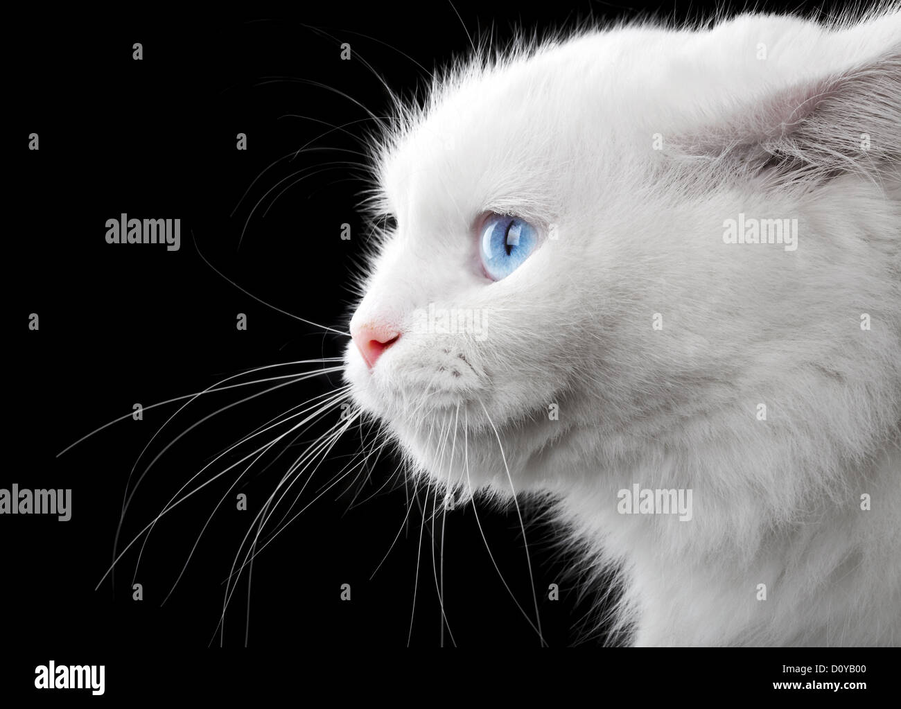Portrait of a white cat Stock Photo - Alamy