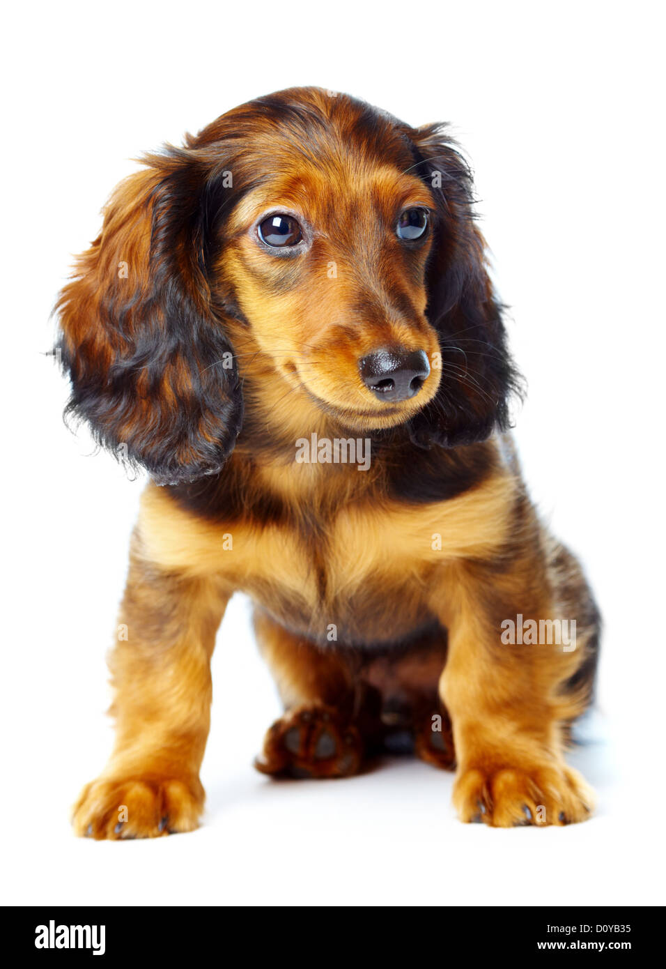 White and brown dachshund puppy hi-res stock photography and images - Alamy
