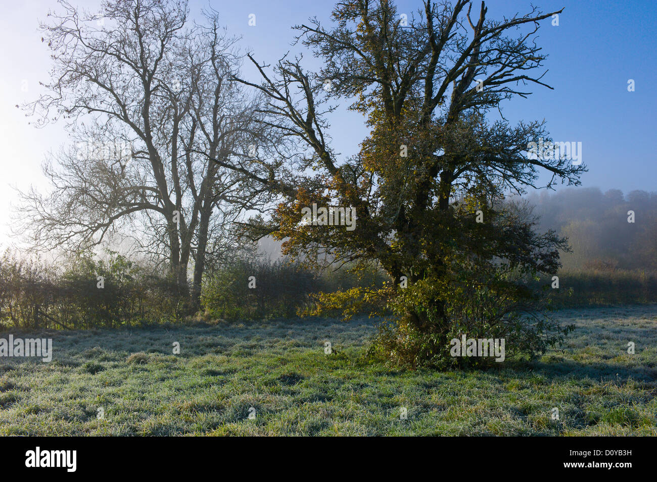 Acer campestre - Field Maple and Fraxinus excelsior - Common Ash trees ...