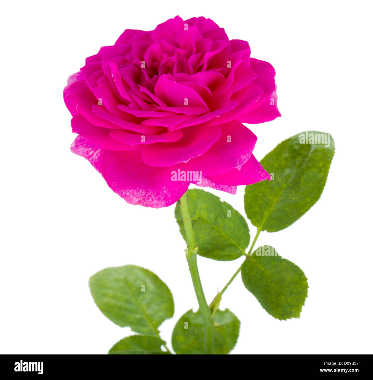 Pink rose flower. Isolated on white background Stock Photo - Alamy