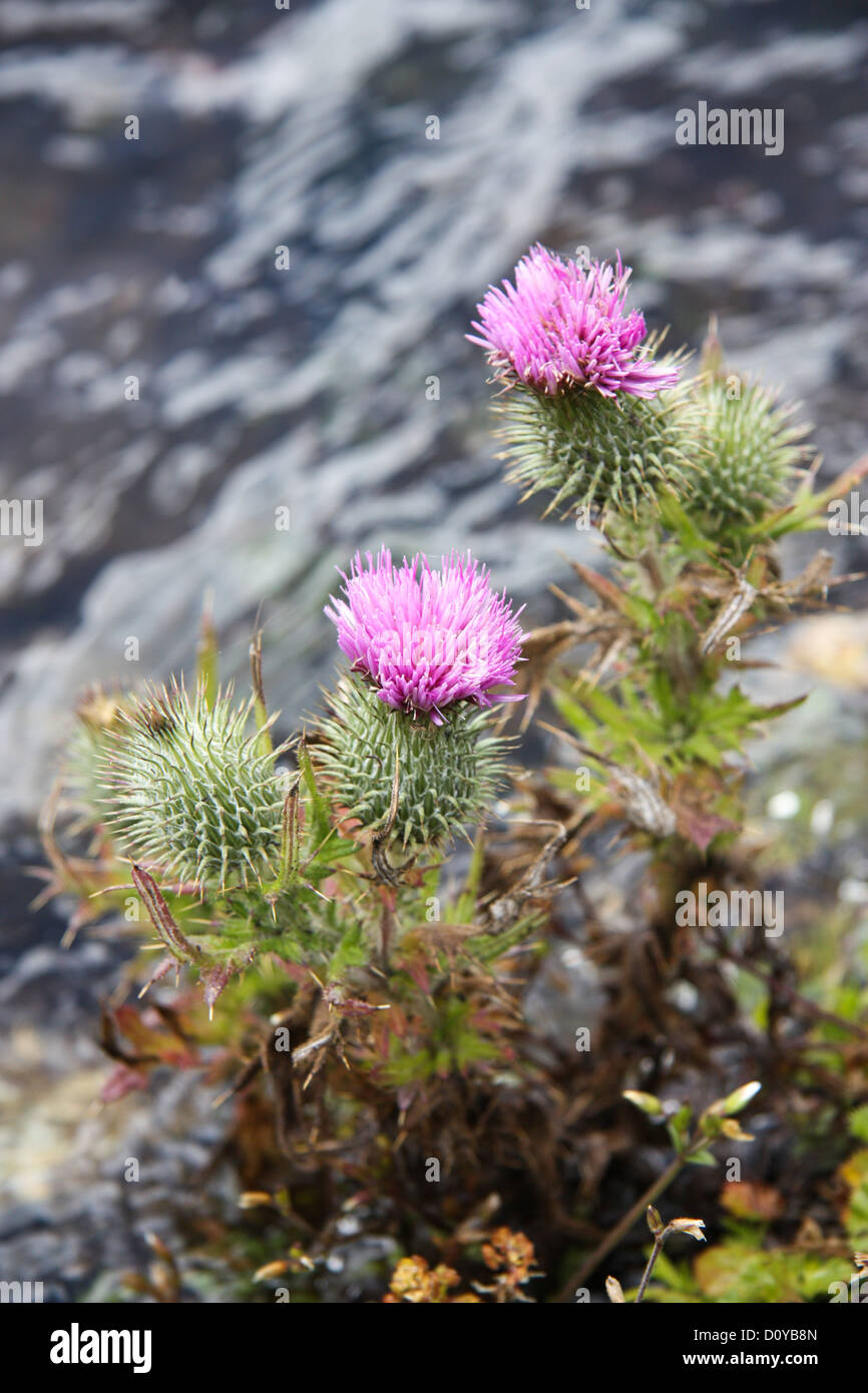 flowers in high altitude in Ecuador Stock Photo - Alamy