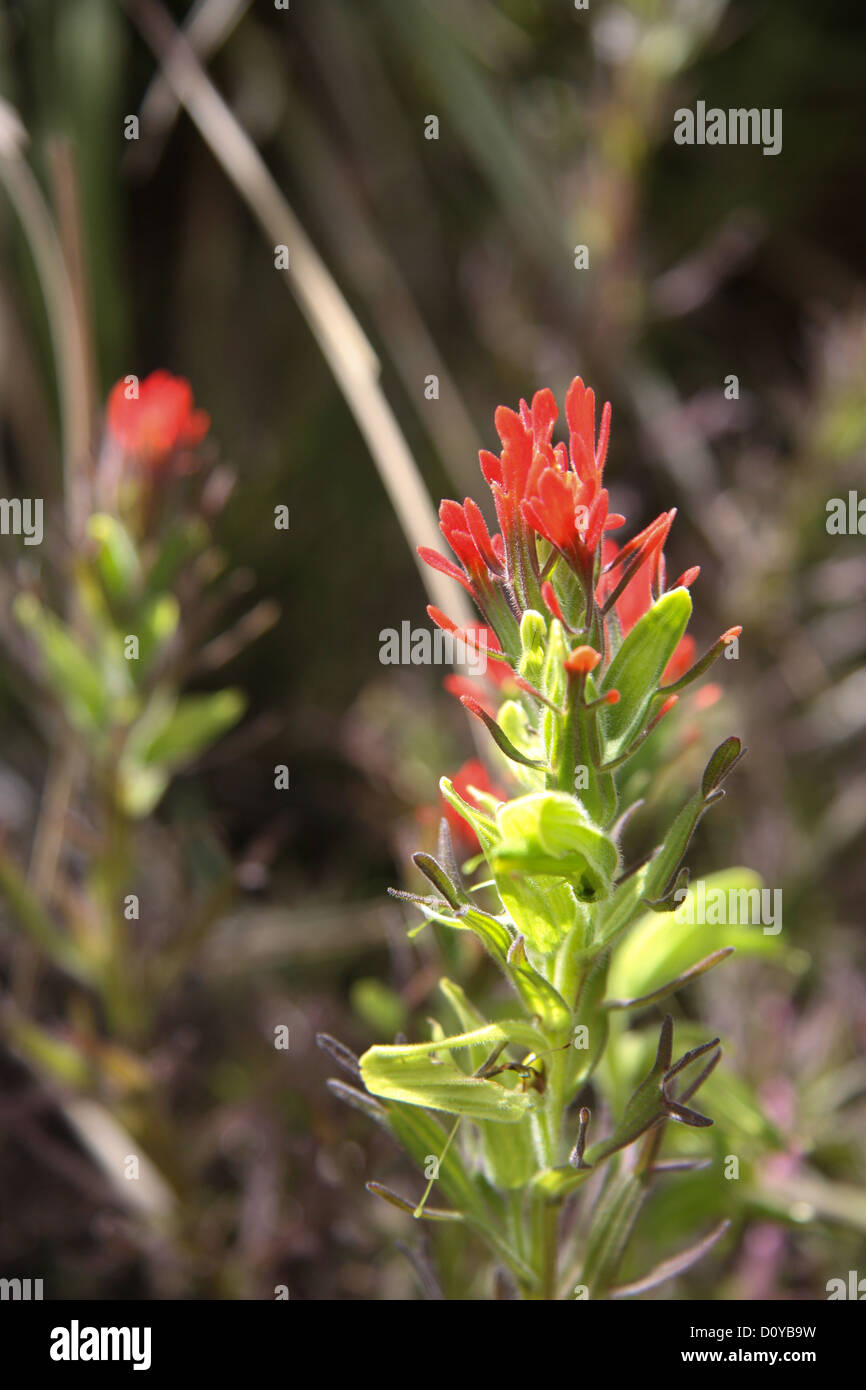 flowers in high altitude in Ecuador Stock Photo - Alamy