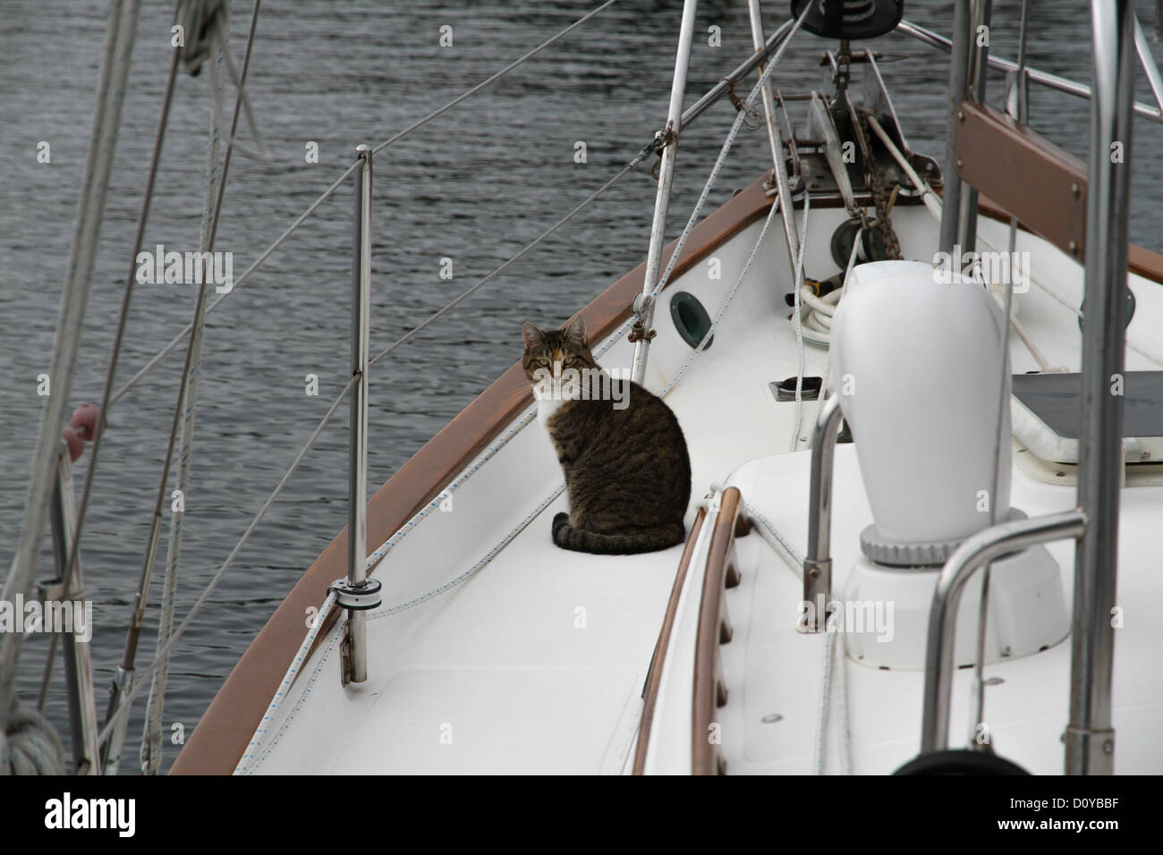 Sailing cats hi-res stock photography and images - Alamy