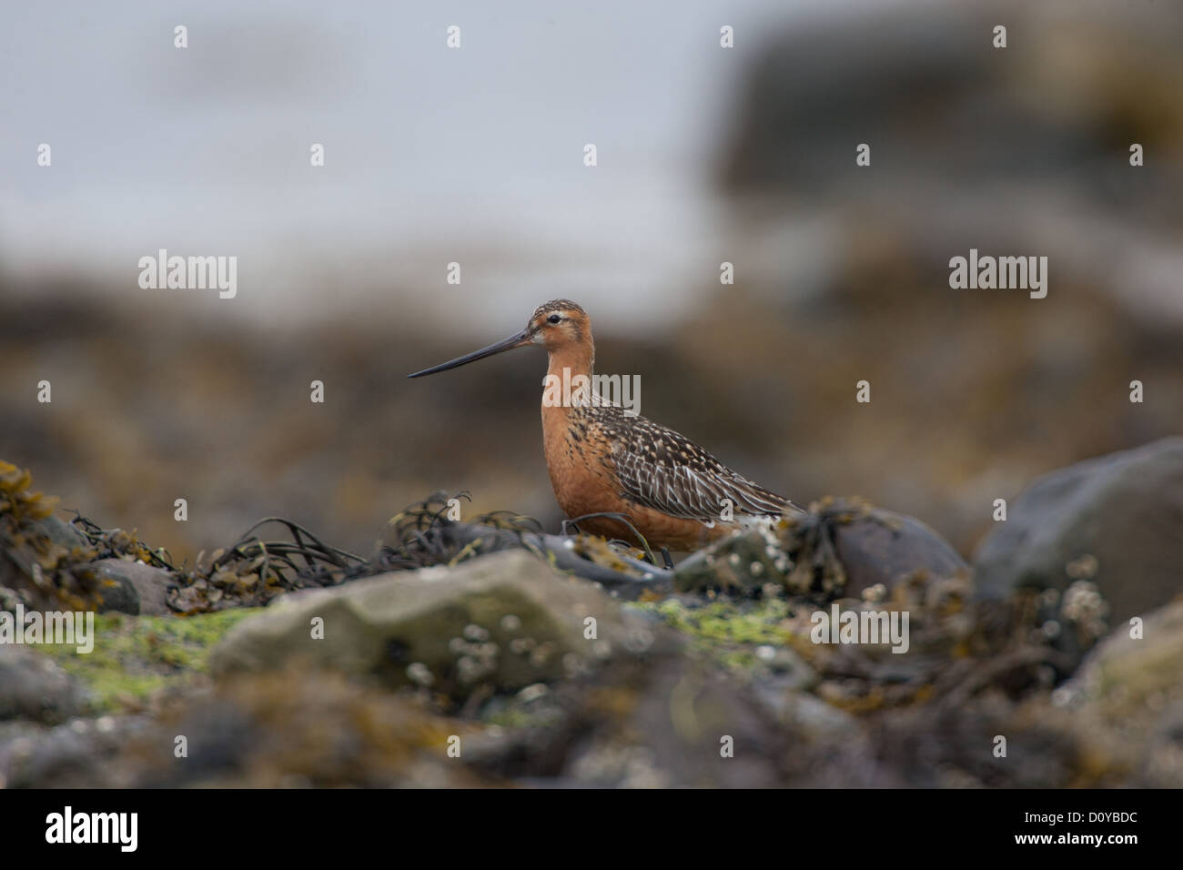 Bar-tailed Godwit Limosa lapponica Stock Photo - Alamy