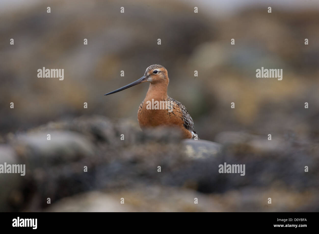 Bar-tailed Godwit Limosa lapponica Stock Photo - Alamy