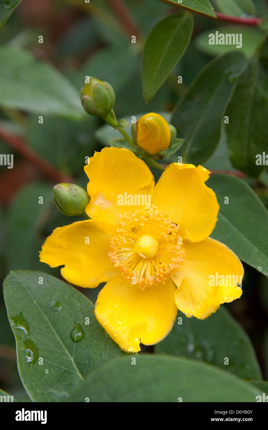 Forrest's Tutsan ( Hypericum forrestii Stock Photo - Alamy