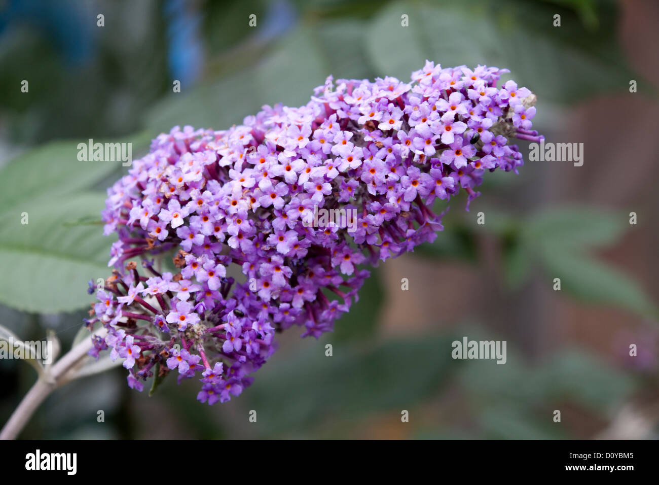 Buddleia Flower (Buddleja Stock Photo - Alamy