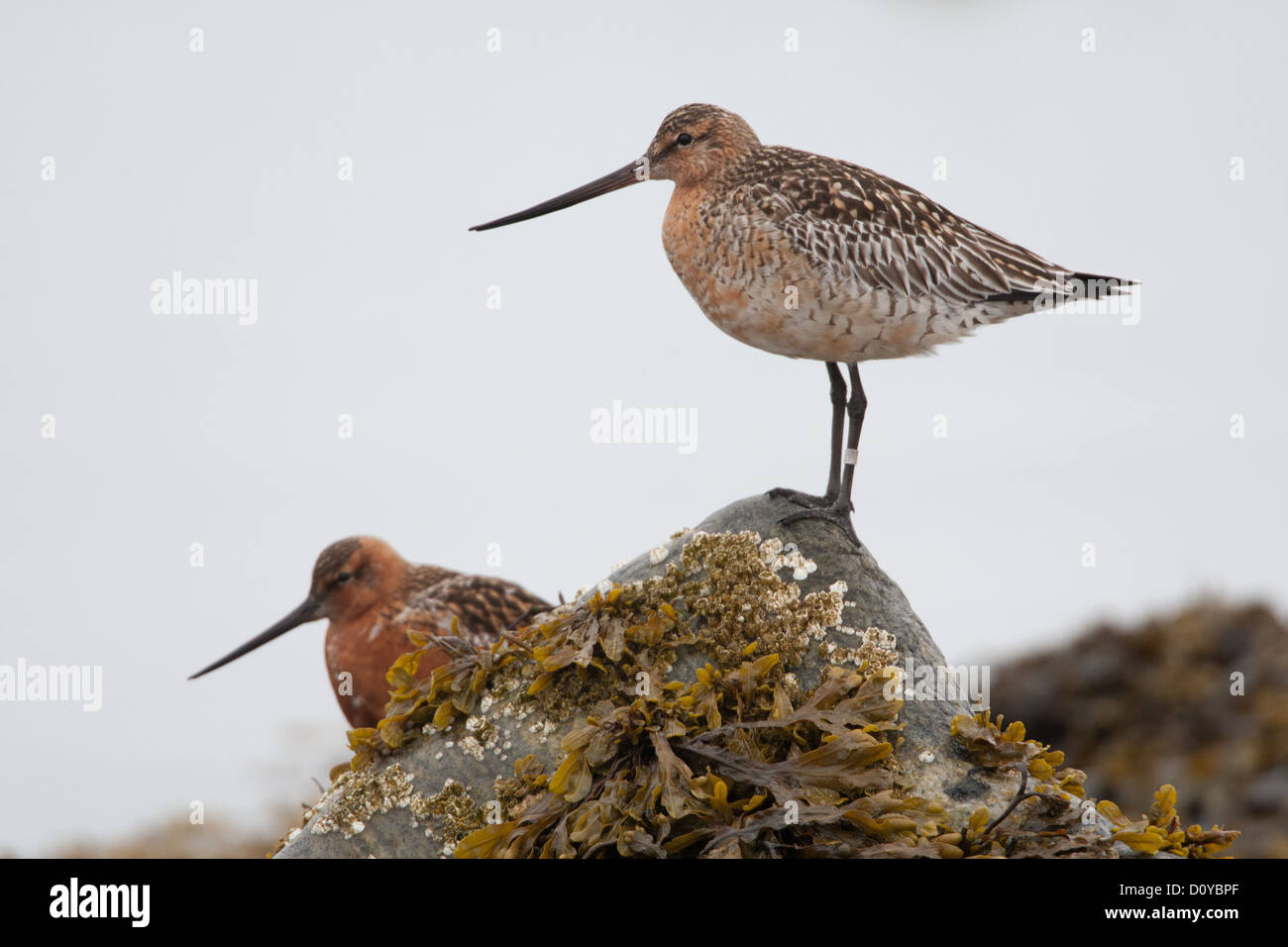 Bar-tailed Godwit Limosa lapponica Stock Photo - Alamy