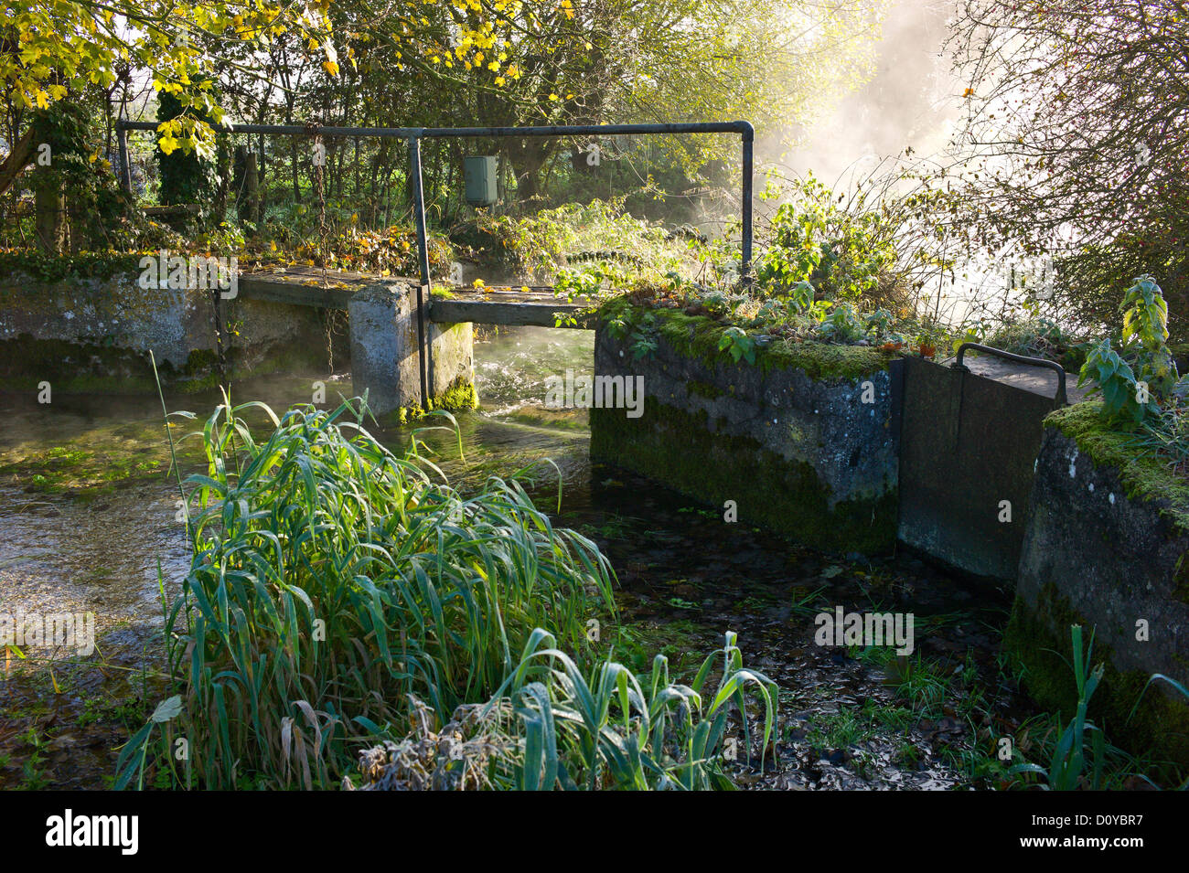 Footbridge across the Bourne Rivulet on a misty autumn morning, St Mary ...