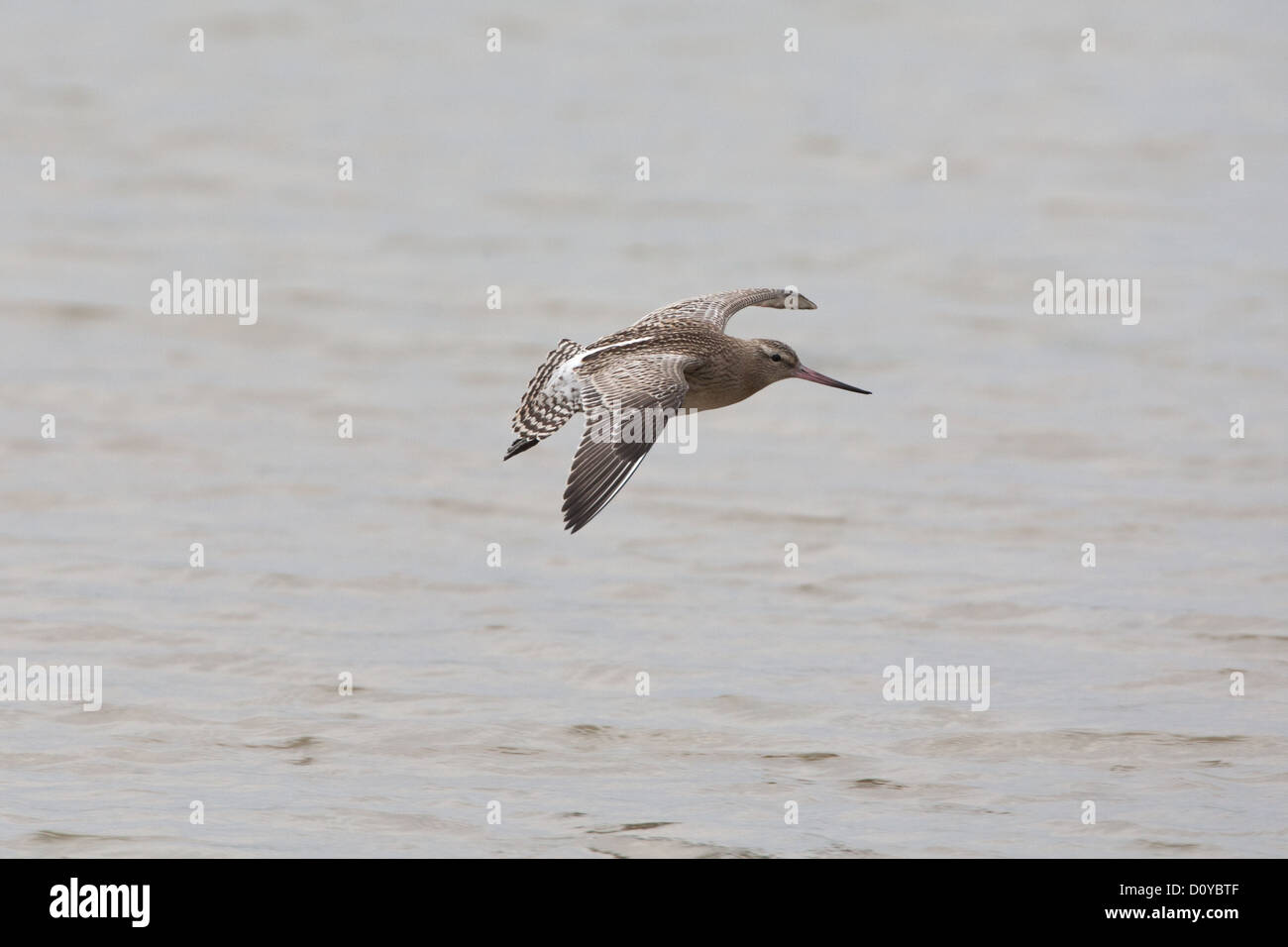 Bar-tailed Godwit Limosa lapponica Stock Photo - Alamy