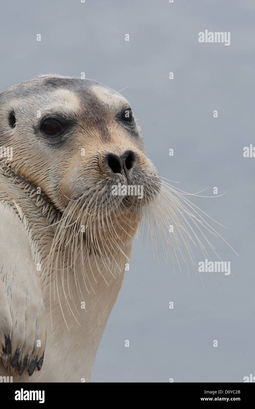Bearded Seal Erignathus barbatus, Vadso, Varanger, Finnmark, Norway ...