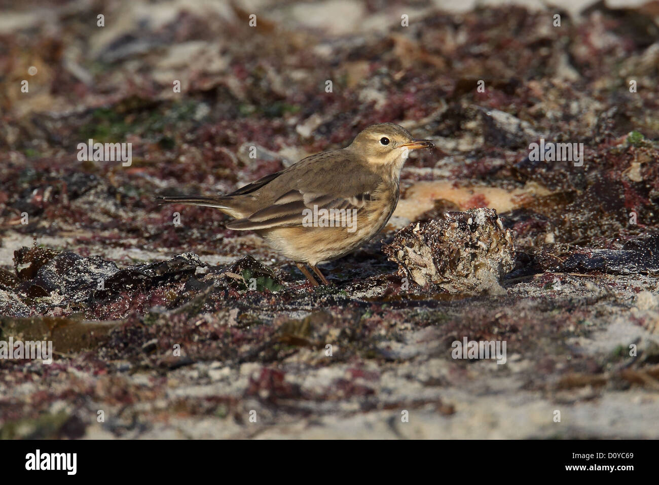 Buff-bellied Pipit Anthus rubescens (or American Pipit), Shetland ...