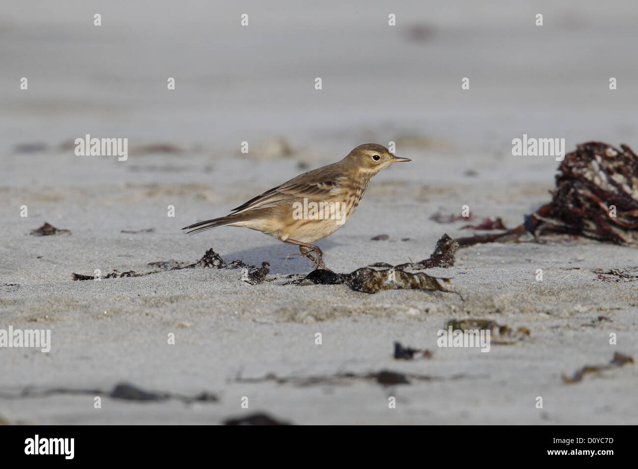 Buff-bellied Pipit Anthus rubescens (or American Pipit), Shetland ...