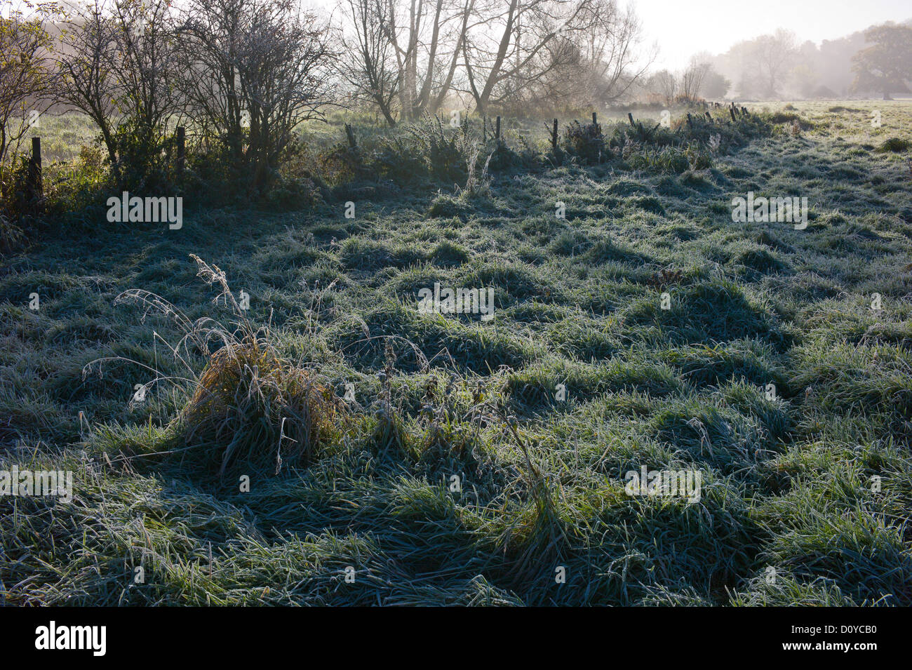 Water meadows beside the Bourne Rivulet on a frosty autumn morning St ...