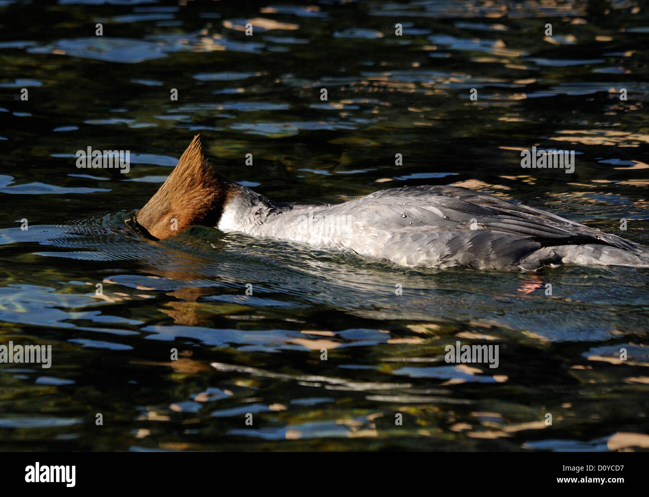 A female Goosander (Mergus merganser) swims with its head under water ...