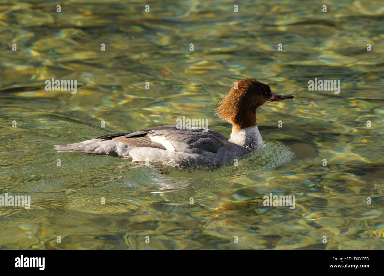 A female Goosander (Mergus merganser). Annecy, France. 07Apr11 Stock ...