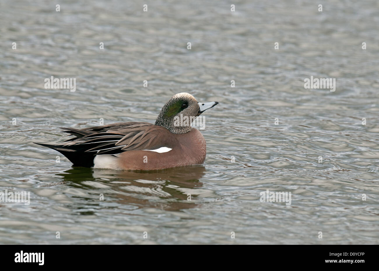 American Wigeon male in breeding plumage Stock Photo - Alamy