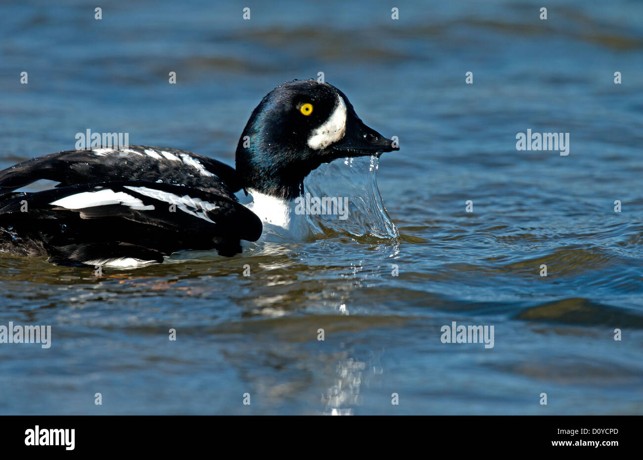 Barrow's Goldeneye male on water Stock Photo - Alamy
