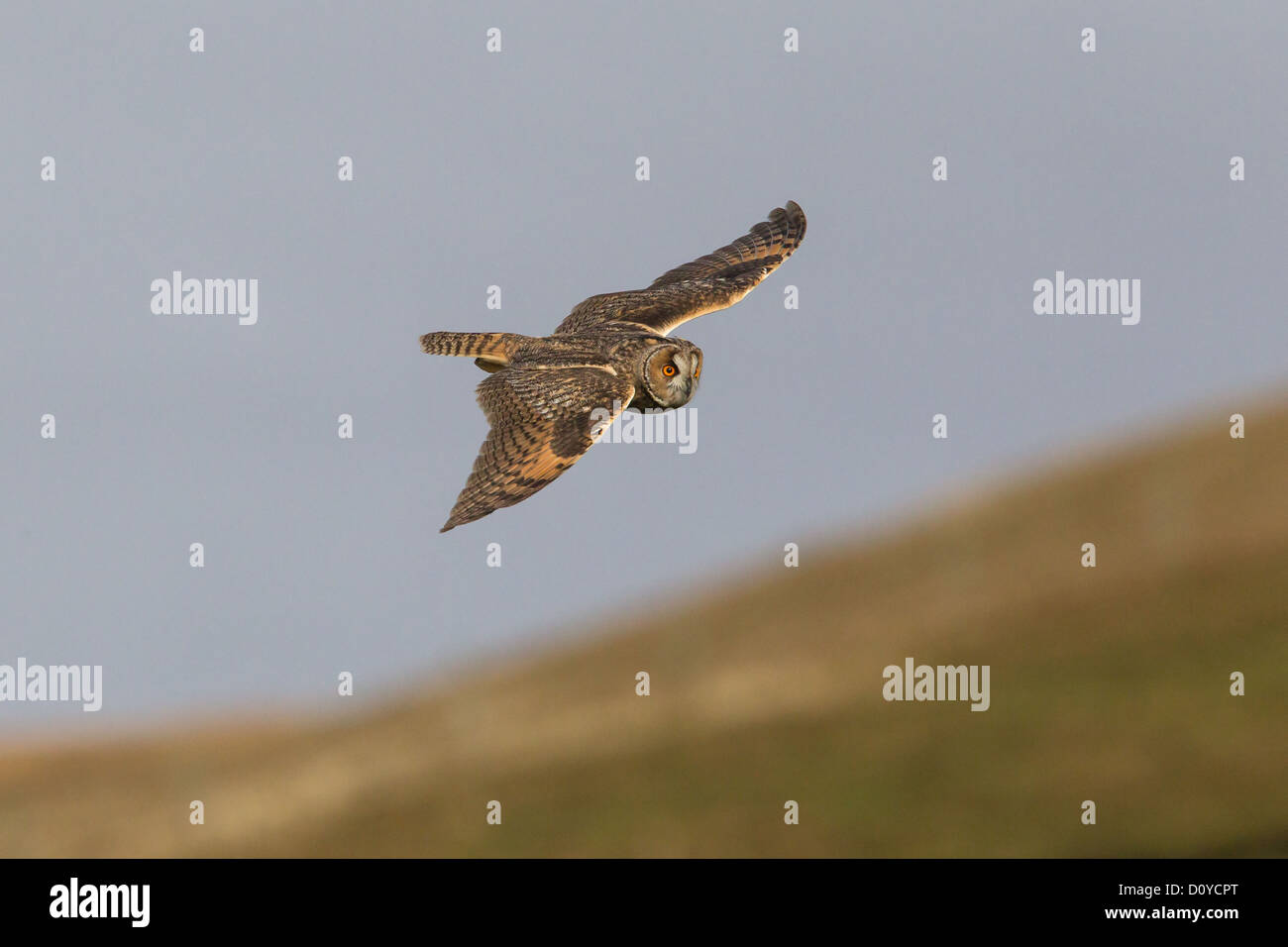 Long eared owl flight hi-res stock photography and images - Alamy