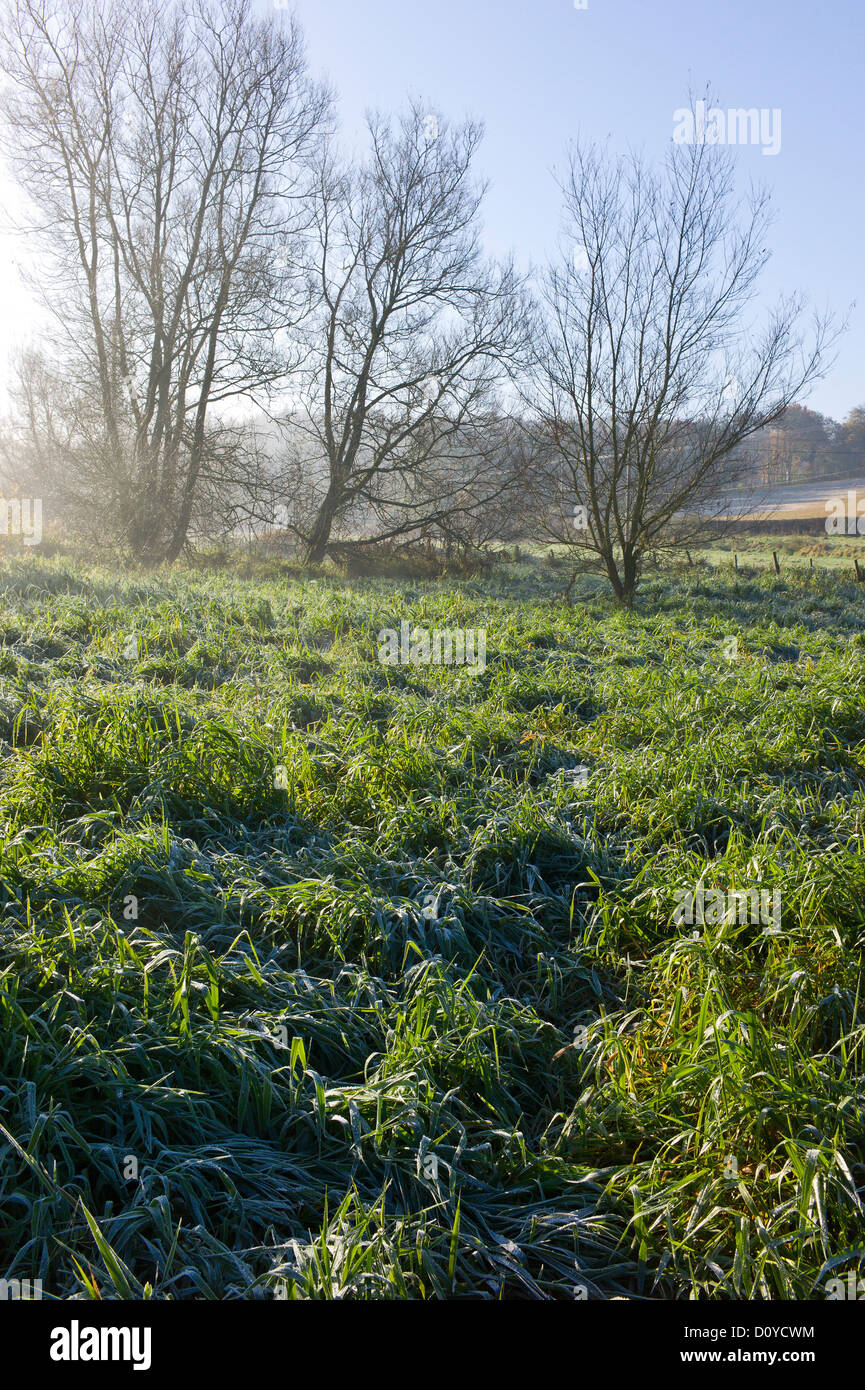 Reed beds and water meadows beside the Bourne Rivulet on a frosty ...