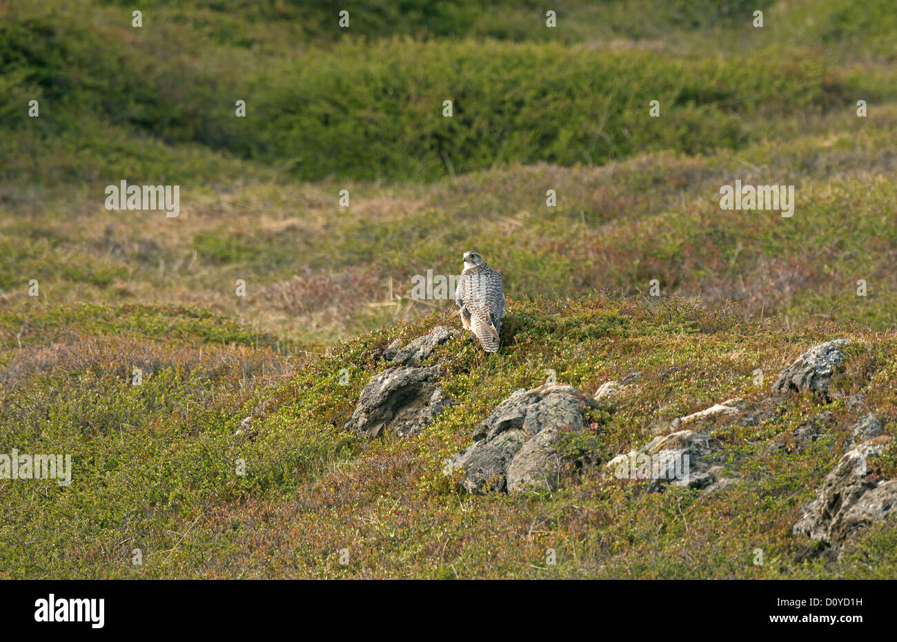 Icelandic gyrfalcon hi-res stock photography and images - Alamy
