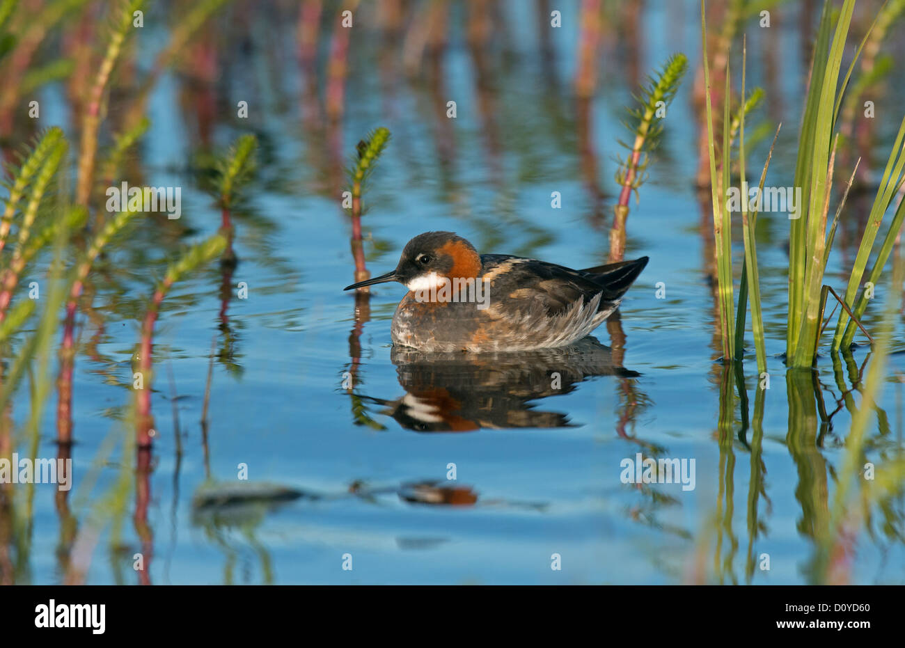 Red-necked Phalarope in breeding plumage Stock Photo - Alamy