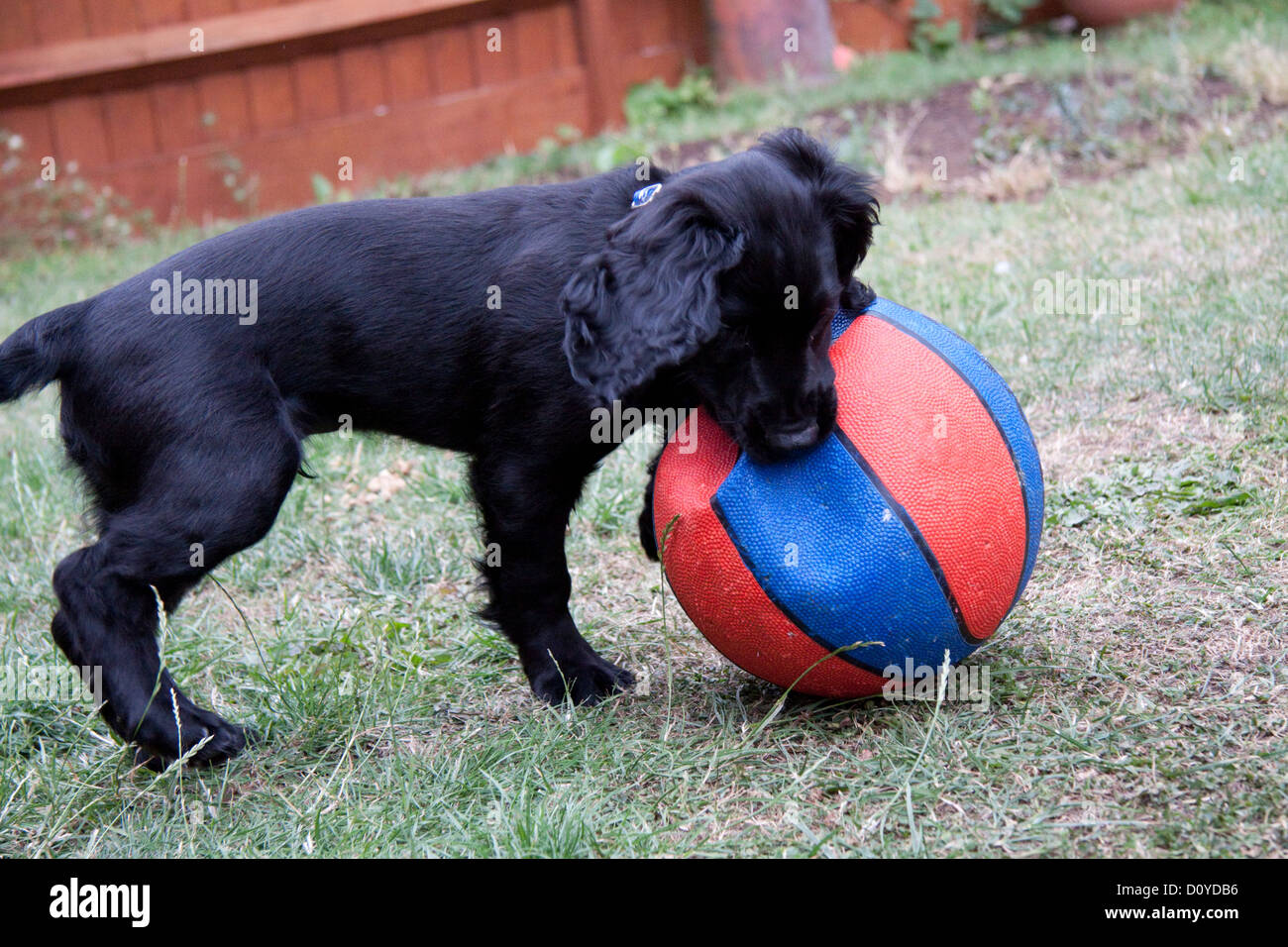 Show cocker with working cocker hi-res stock photography and images - Alamy