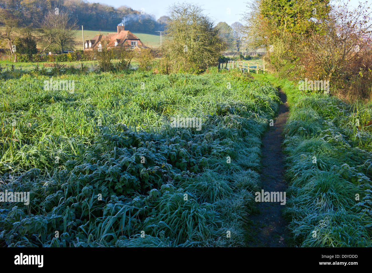 Hampshire reed beds hi-res stock photography and images - Alamy