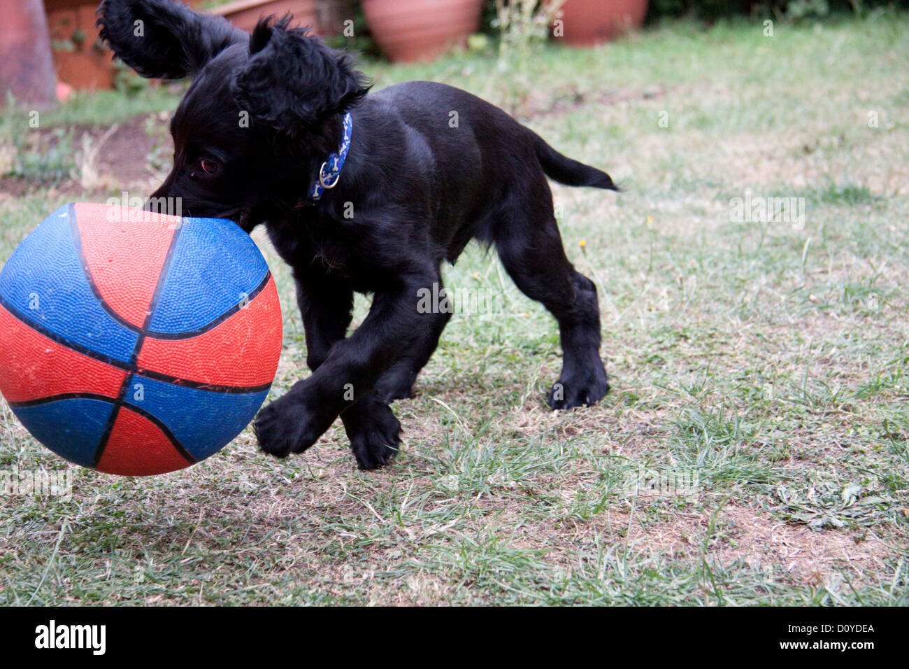 Show cocker with working cocker hi-res stock photography and images - Alamy