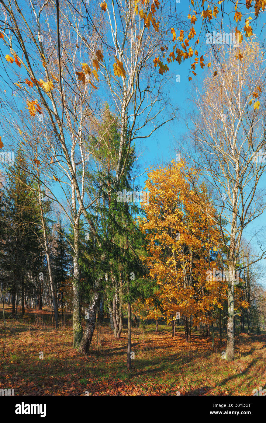 Autumn forest - different trees Stock Photo - Alamy