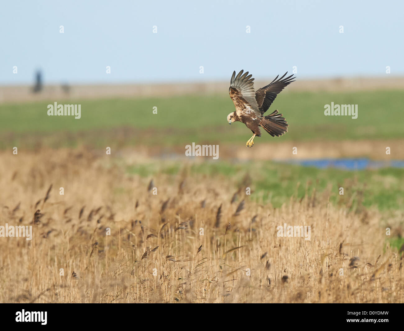 Norfolk marsh marsh harrier hi-res stock photography and images - Alamy