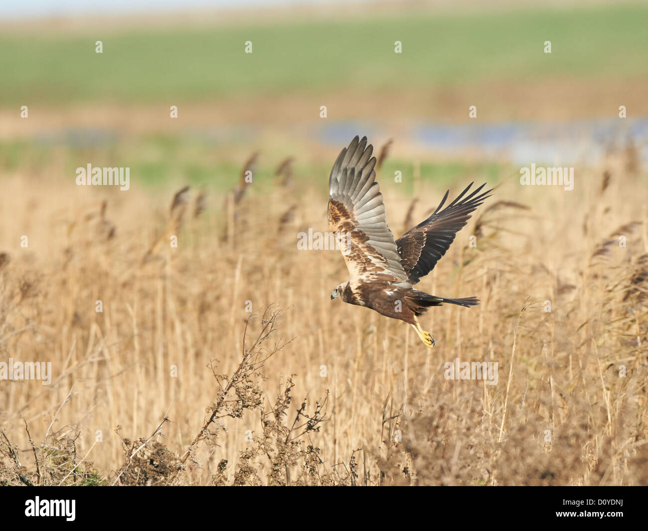 Marsh Harrier in flight Stock Photo - Alamy