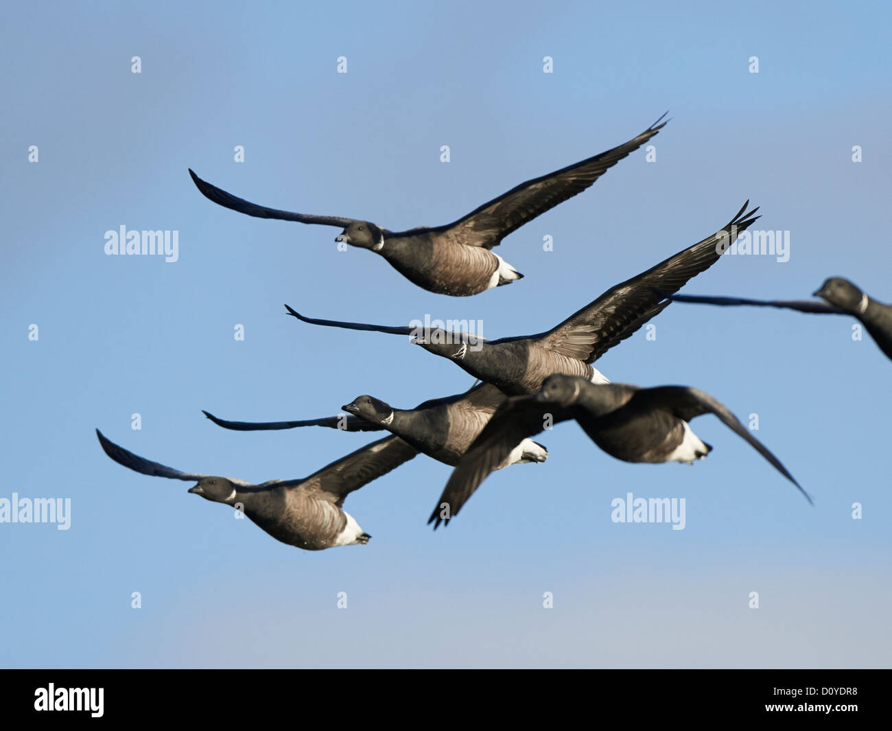 Brent Goose in flight Stock Photo - Alamy