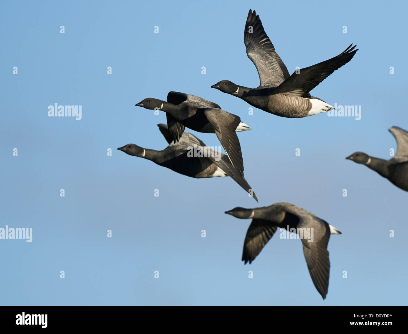 Brent Goose in flight Stock Photo - Alamy