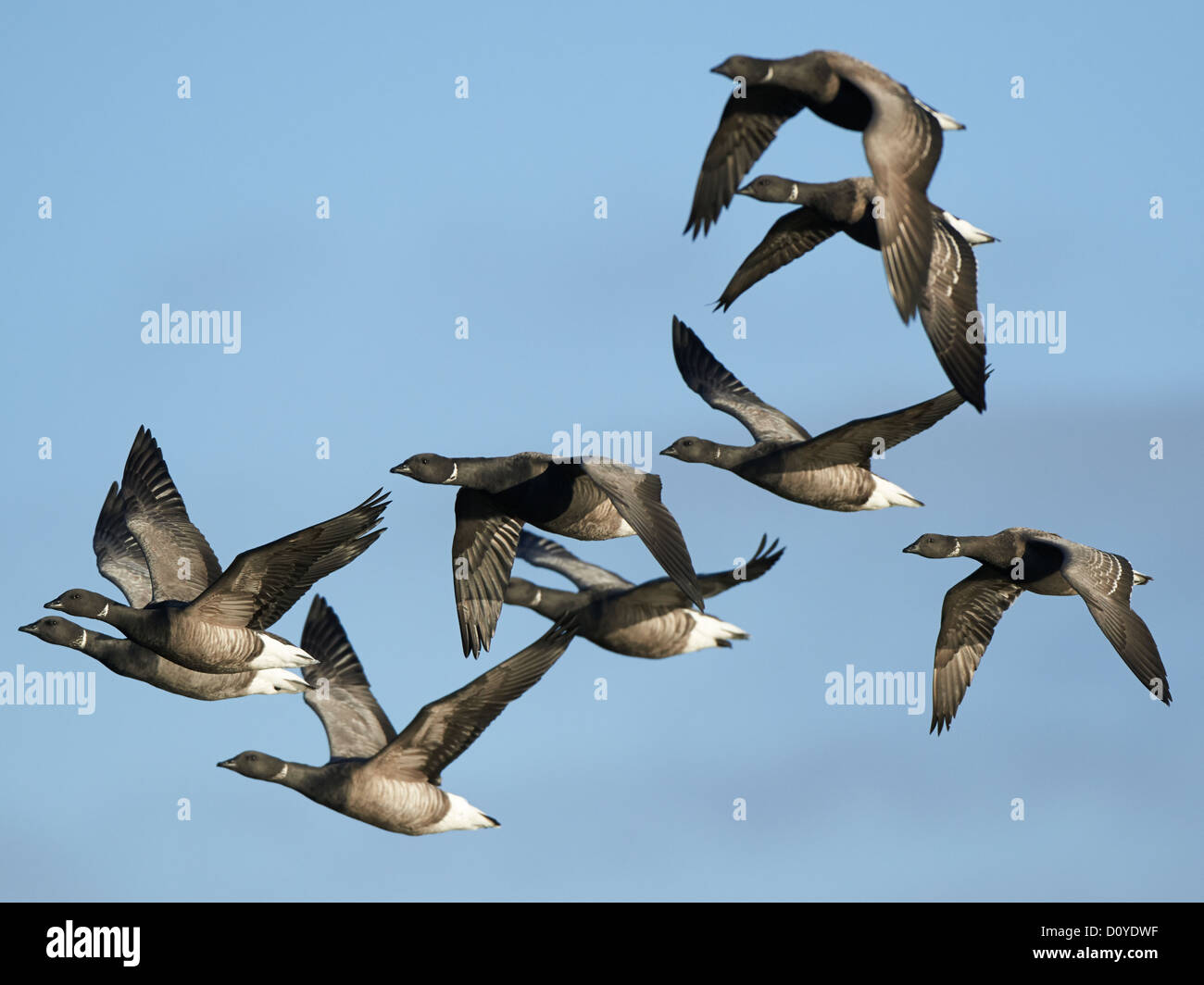 Brent Goose in flight Stock Photo - Alamy