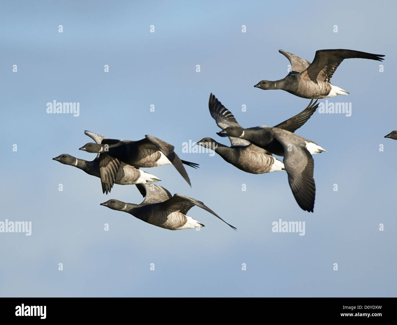 Brent Goose in flight Stock Photo - Alamy