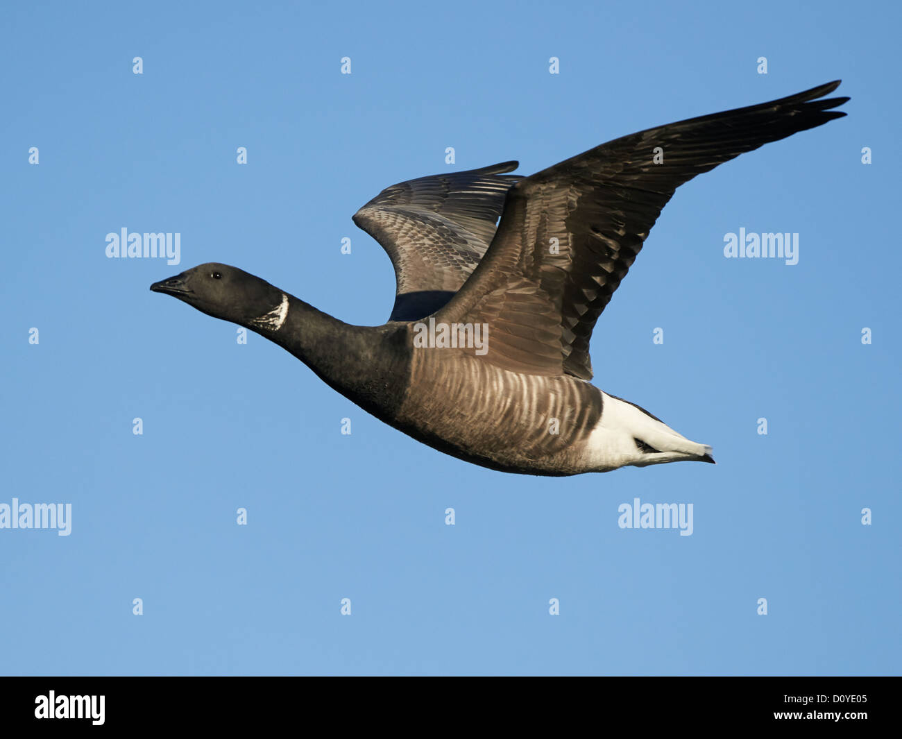 Brent Goose in flight Stock Photo - Alamy