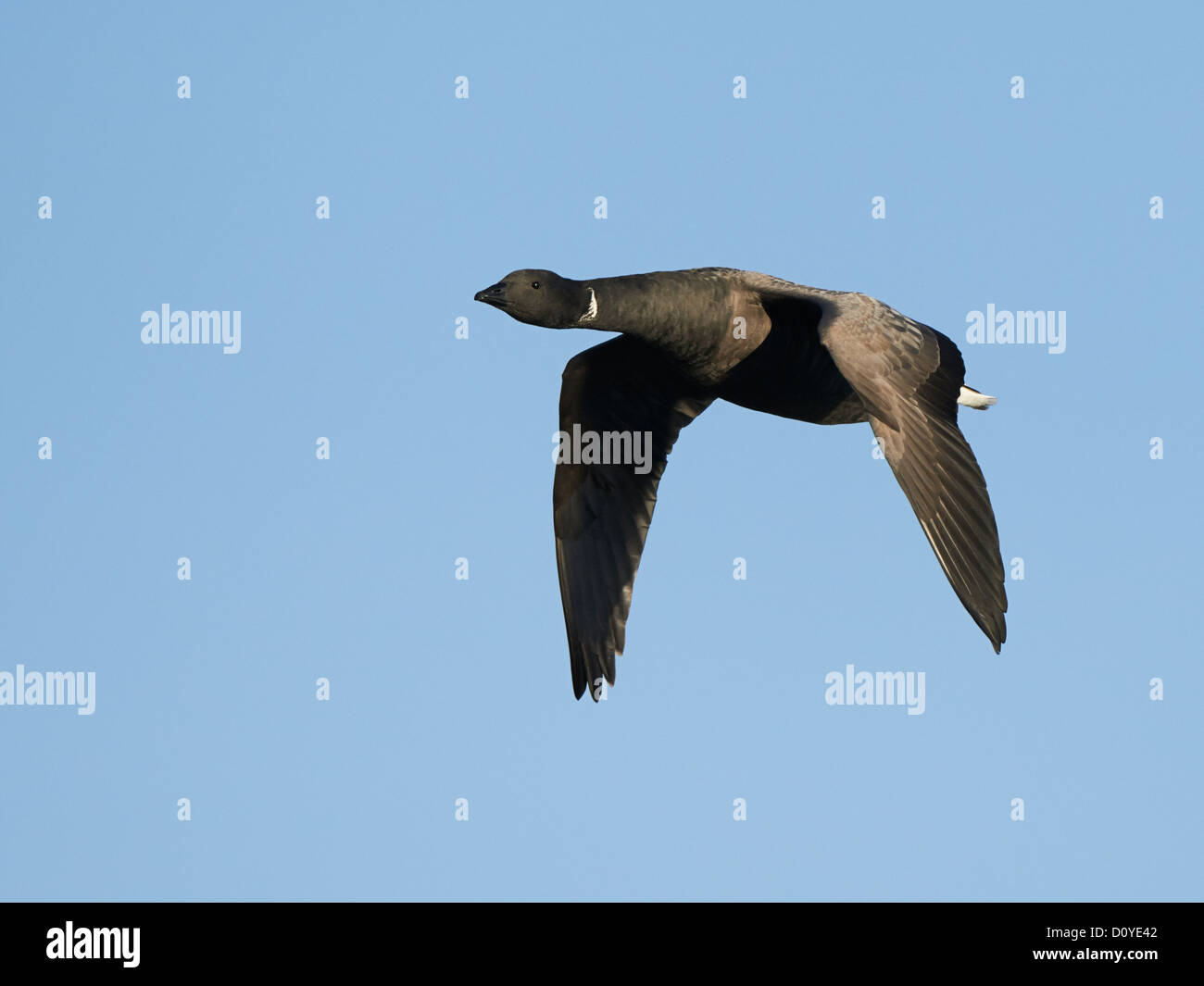 Brent goose bernicla grazing flock hi-res stock photography and images ...