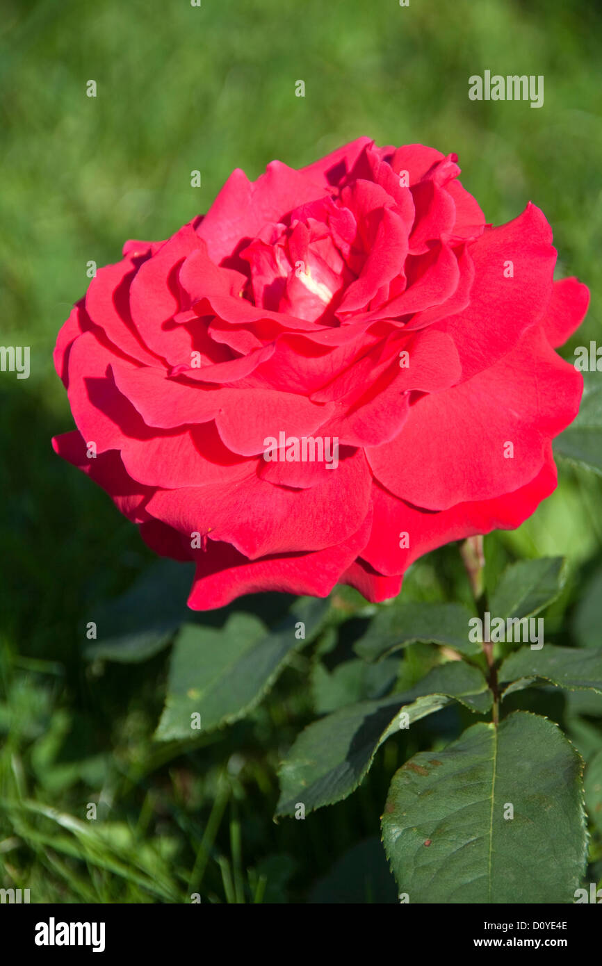 Red Rose (Rosa) in Garden Hook Norton Oxfordshire England uk Stock ...