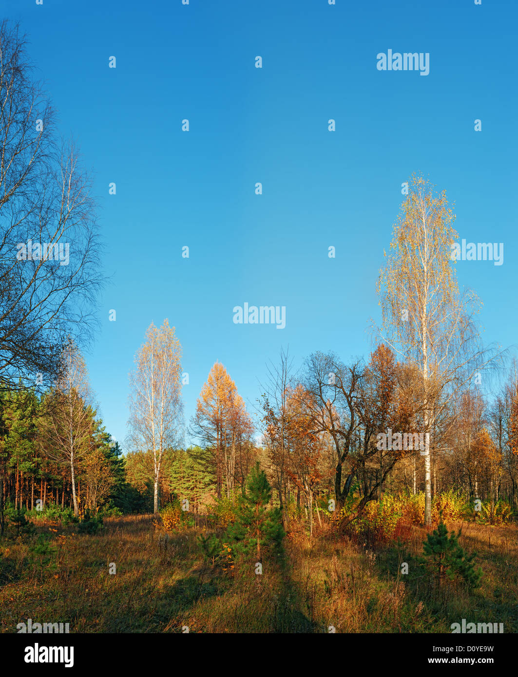 Evening autumn forest Stock Photo - Alamy