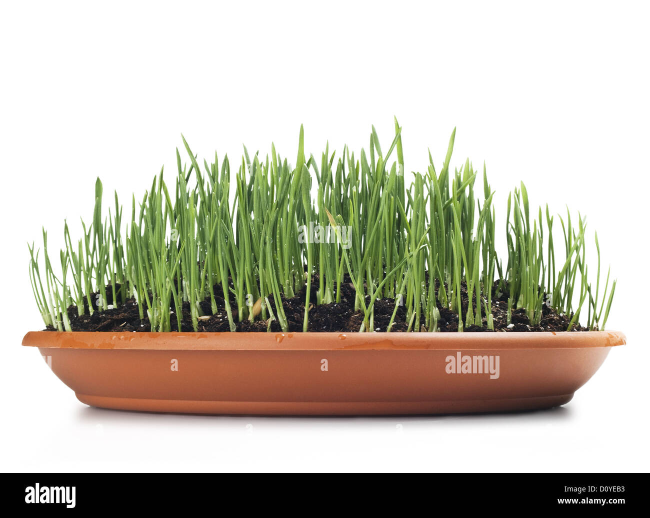 Sprig of wheat Cut Out Stock Images & Pictures - Alamy