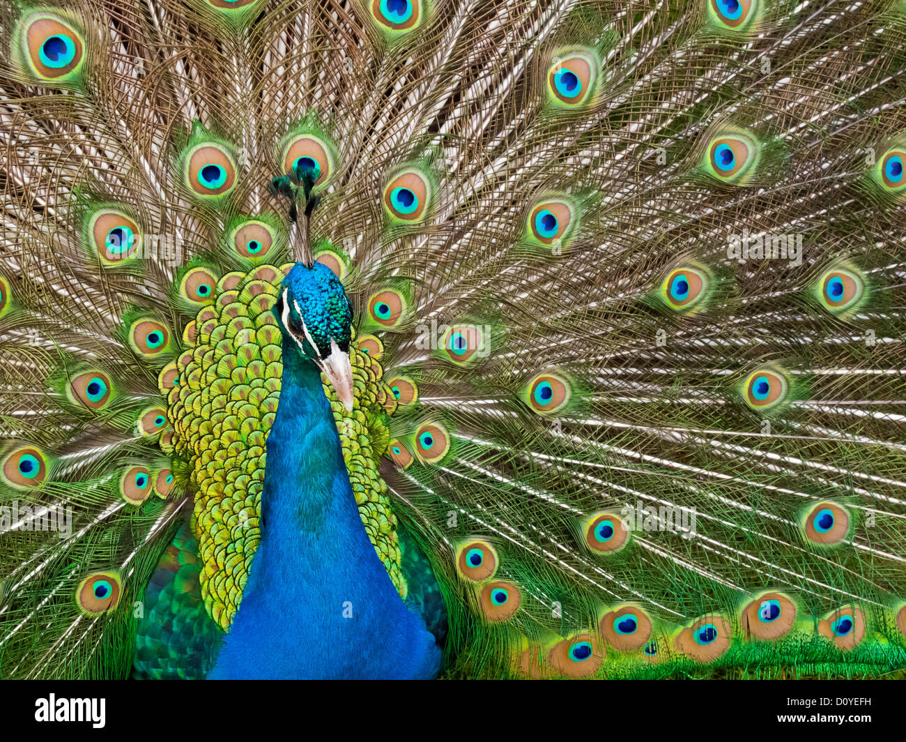 Indian Peafowl Pavo cristatus or Peacock with its tail feathers spread ...