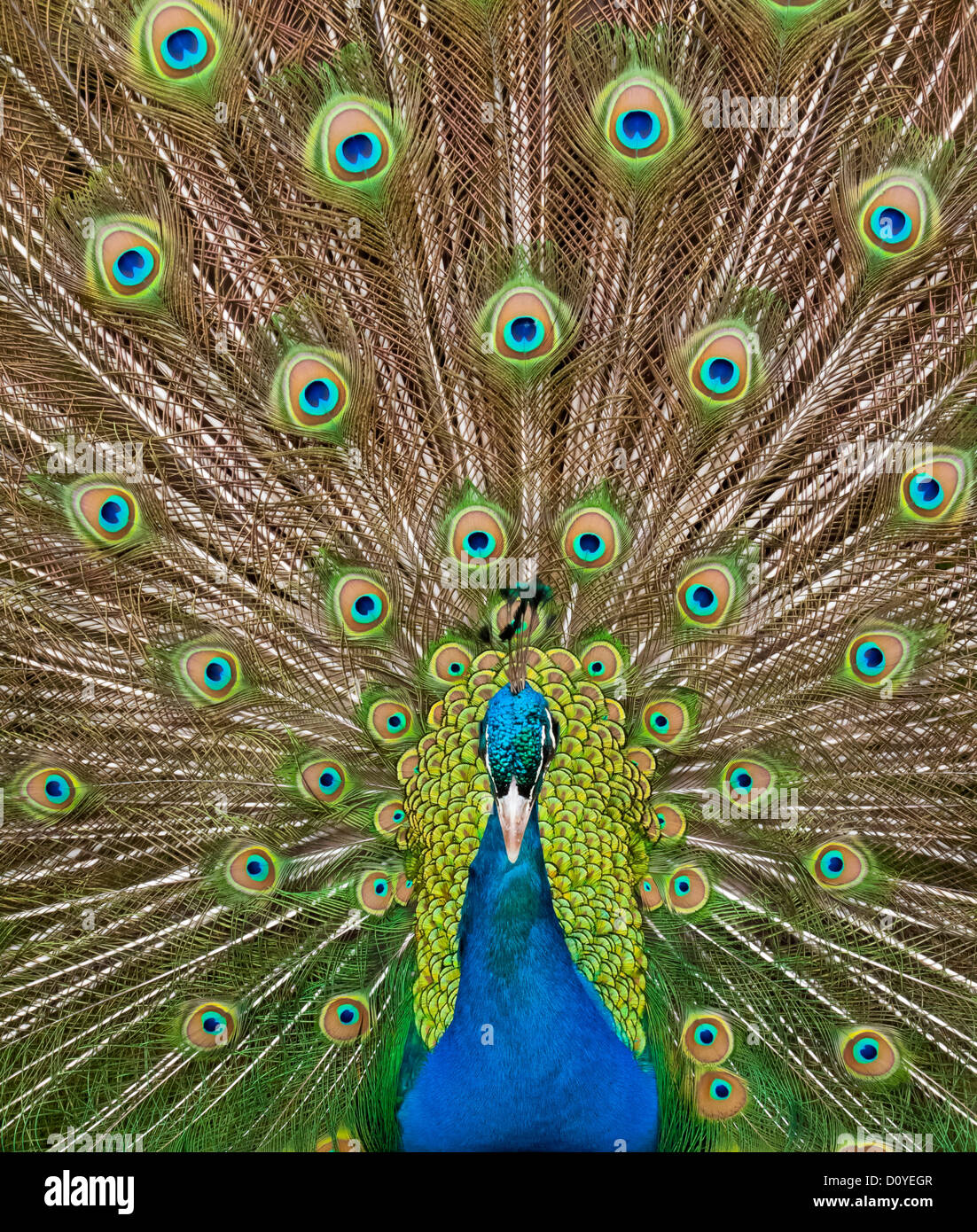Indian Peafowl Pavo cristatus or Peacock with its tail feathers spread ...