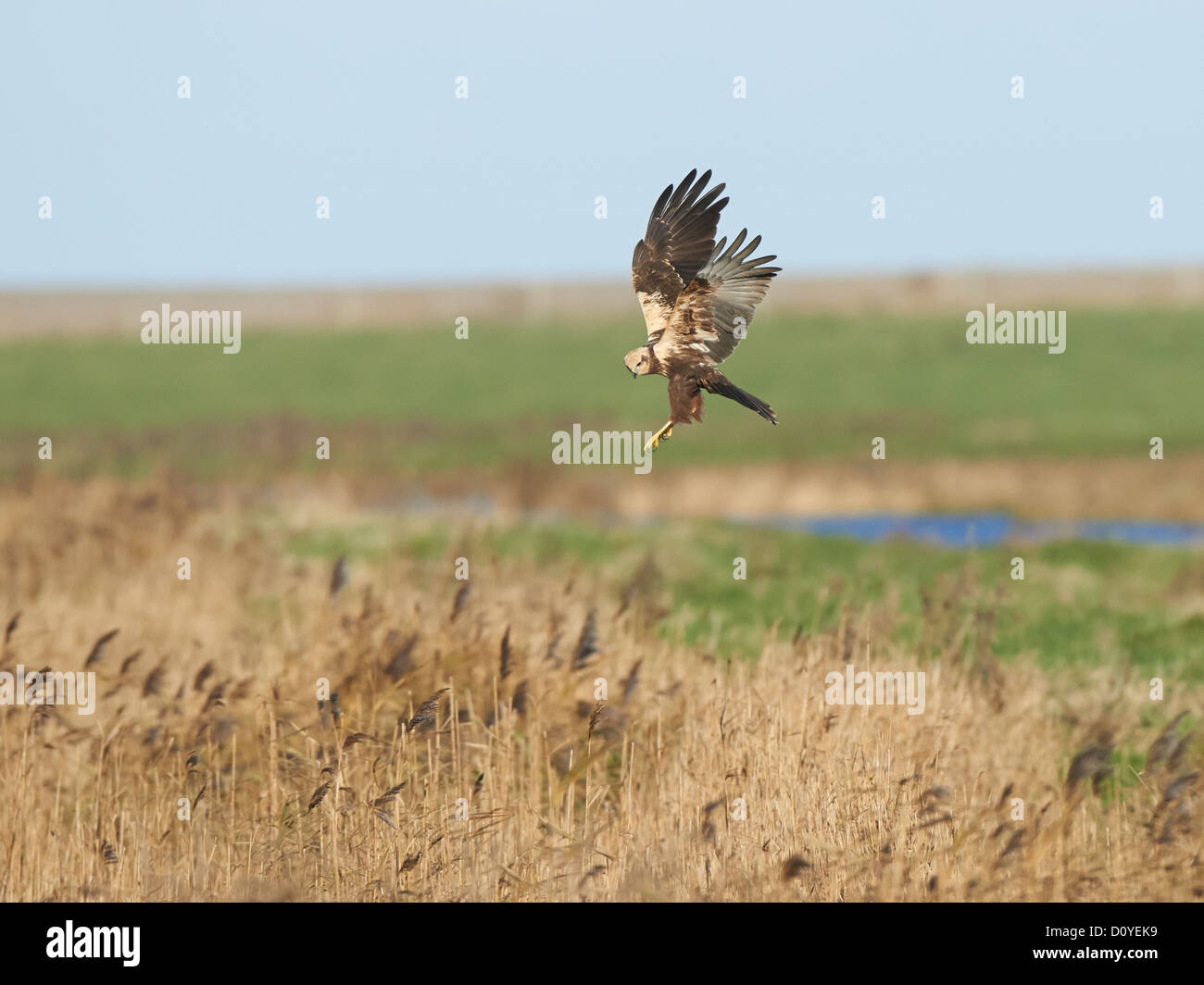 Marsh Harrier in flight Stock Photo - Alamy