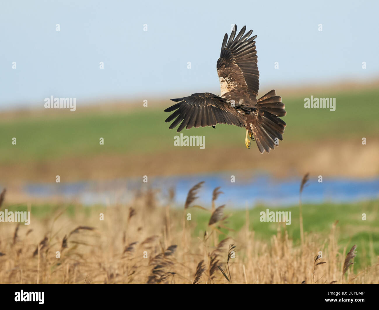 Marsh Harrier in flight Stock Photo - Alamy