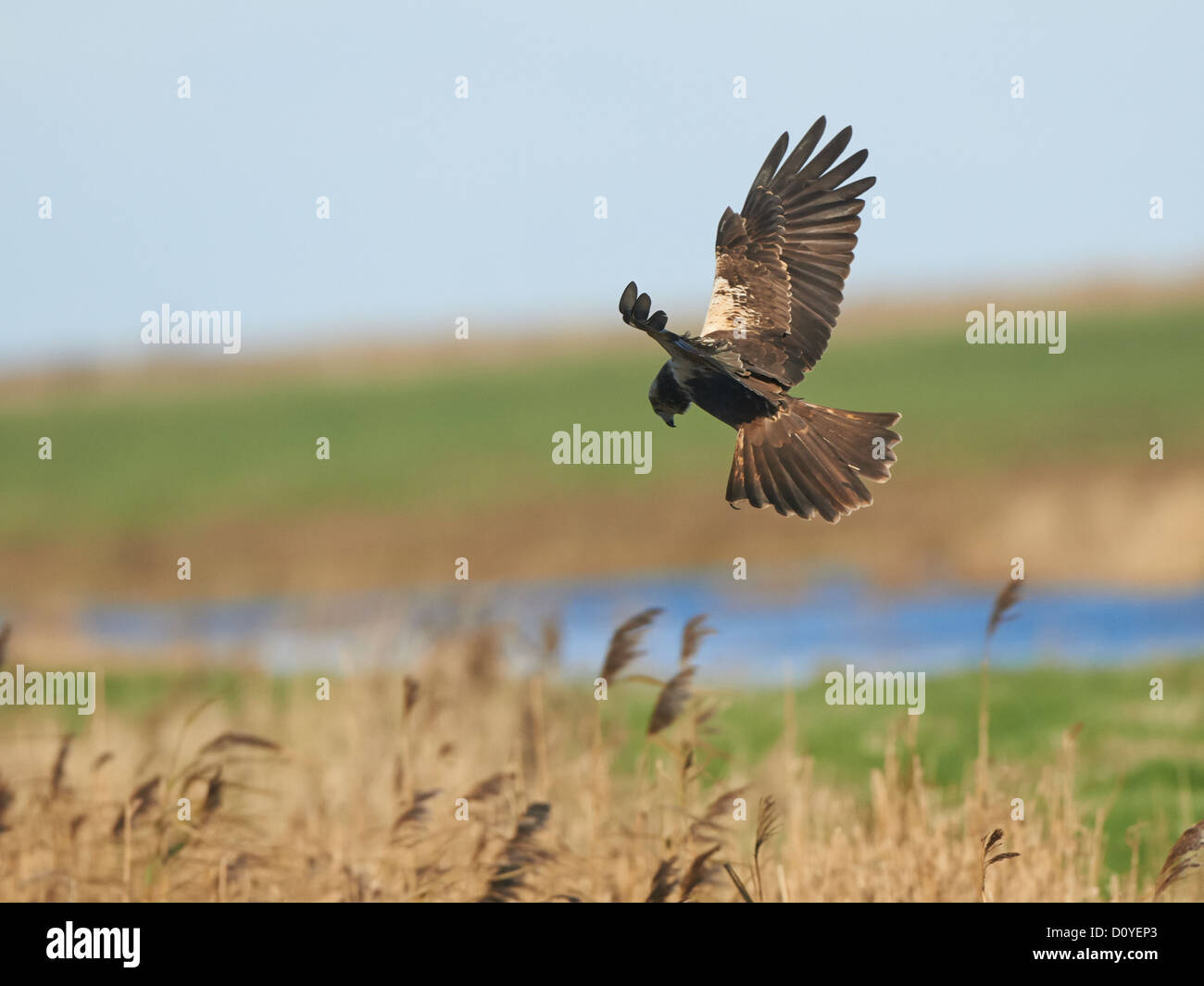 Marsh harrier uk hi-res stock photography and images - Alamy